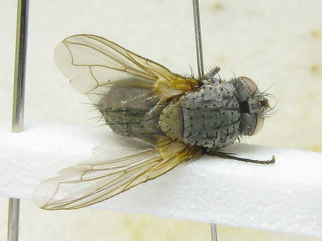 Diptera.info - Discussion Forum: Allophorocera rufipes?