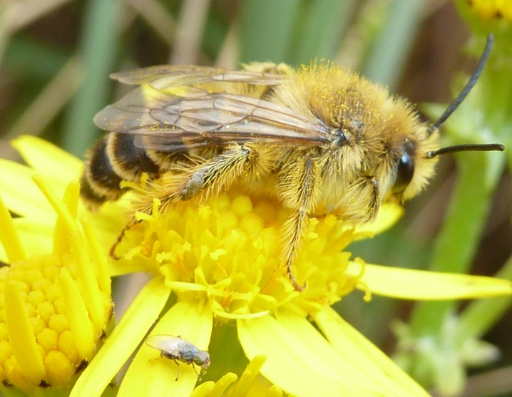 Diptera.info - Discussion Forum: Unknown family (Milichiidae?) - 29/07 ...