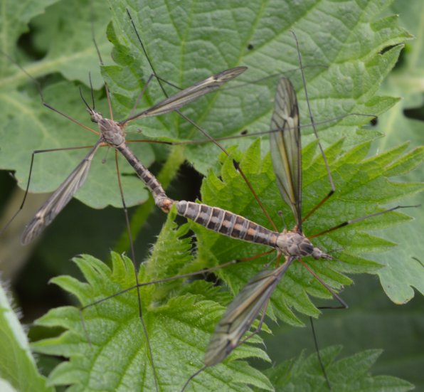 Diptera.info - Discussion Forum: Tipula lateralis (Tipulidae)