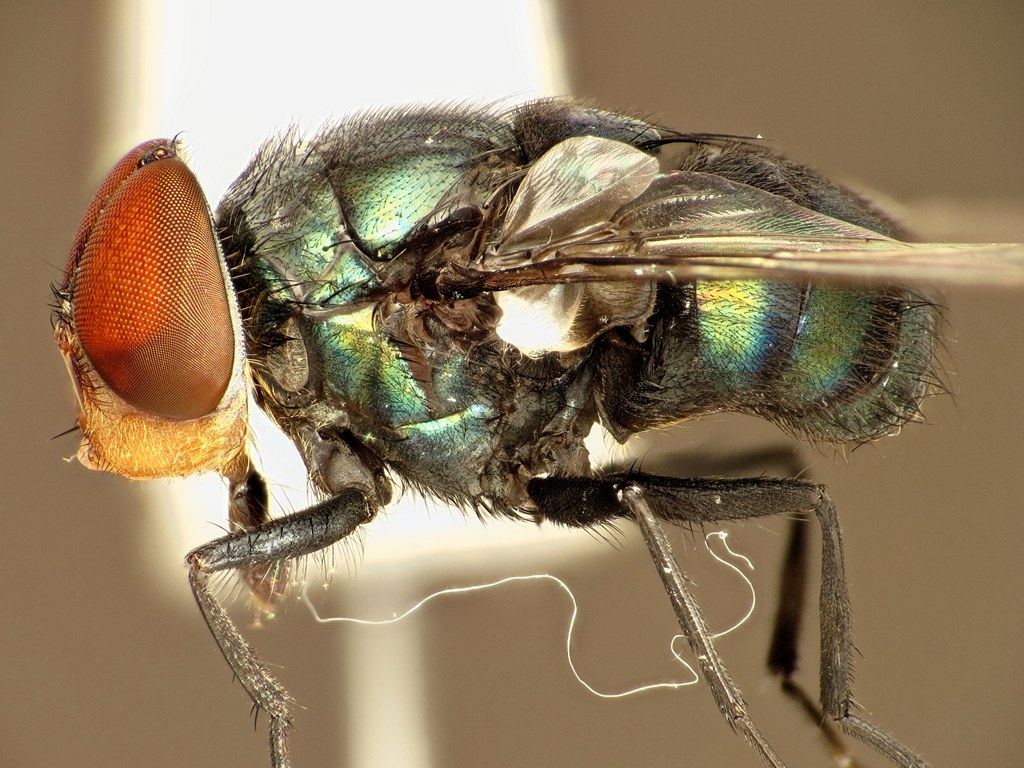 Diptera.info - Discussion Forum: Angola Calliphoridae: Chrysomya ...