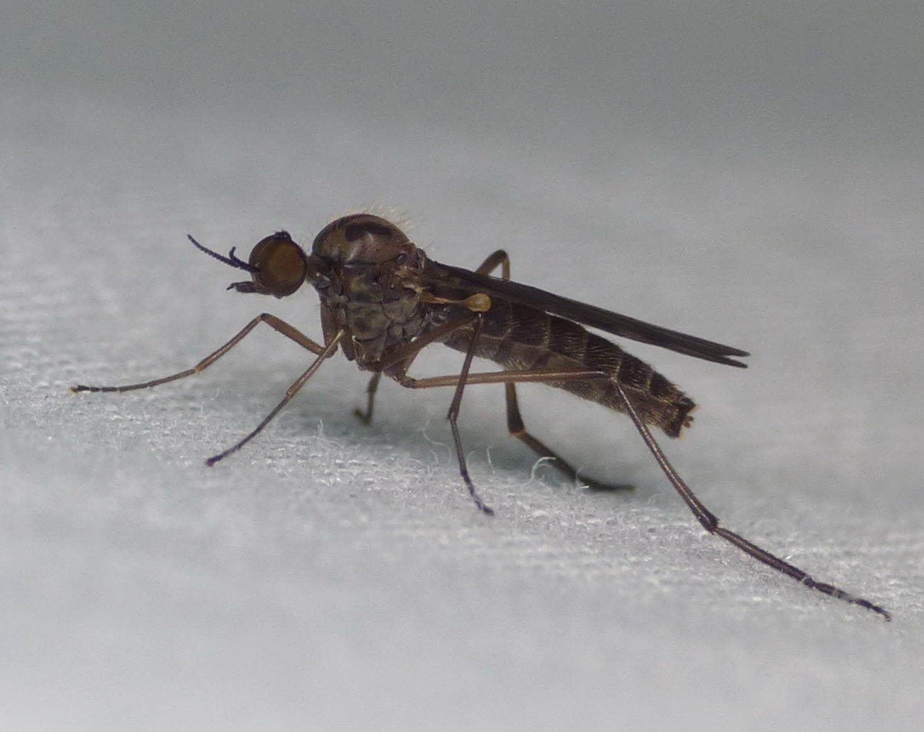 Diptera.info - Discussion Forum: Anisopodidae