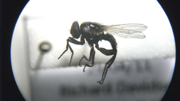 Diptera.info - Discussion Forum: Anthomyiidae>>Hydrotaea ignava