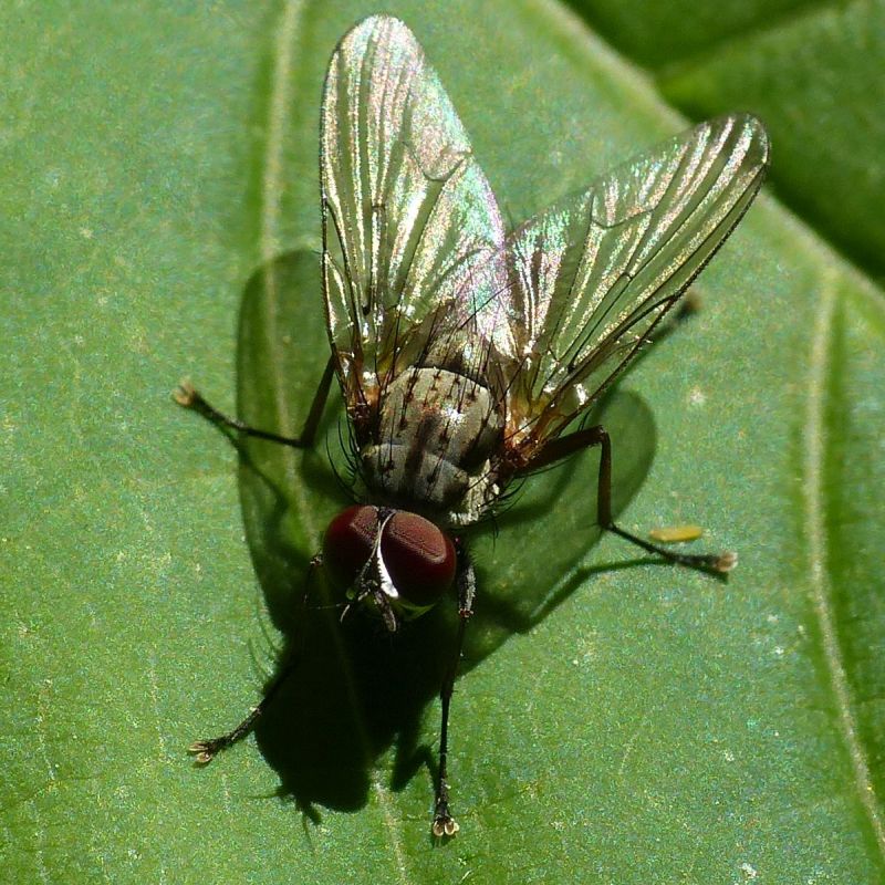 Diptera.info - Discussion Forum: Rather big Anthomyiid (15.05.17)