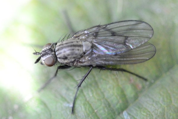 Diptera.info - Discussion Forum: Grey Fly --> Anthomyia liturata