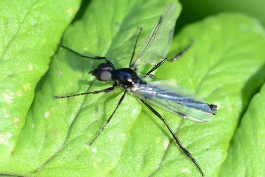 Diptera.info - Discussion Forum: Bibionidae --> Bibio clavipes