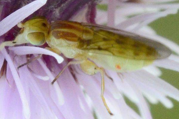 Diptera.info - Discussion Forum: Chloropidae