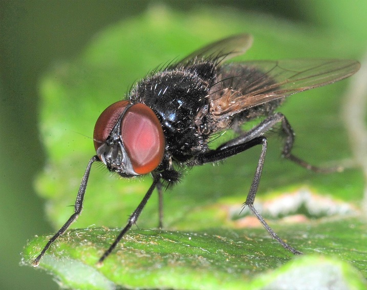 Diptera.info - Discussion Forum: Unknown fly - Male Hydrotaea ignava ...