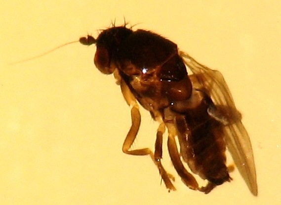 Diptera.info - Discussion Forum: Asteiidae?