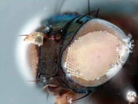 Diptera.info - Discussion Forum: Diptera, Asteiidae?