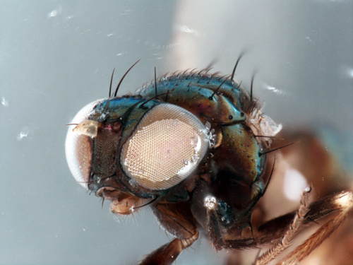 Diptera.info - Discussion Forum: Diptera, Asteiidae?