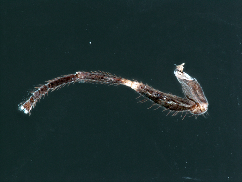 Diptera.info - Discussion Forum: Diptera, Asteiidae?