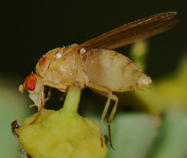 Diptera.info - Discussion Forum: Lauxaniidae Meiosimyza rorida?