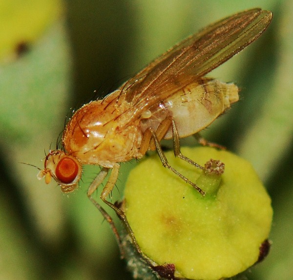 Diptera.info - Discussion Forum: Lauxaniidae Meiosimyza rorida?