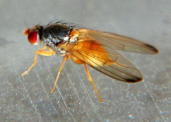 Diptera.info - Discussion Forum: small orange and grey fly ...