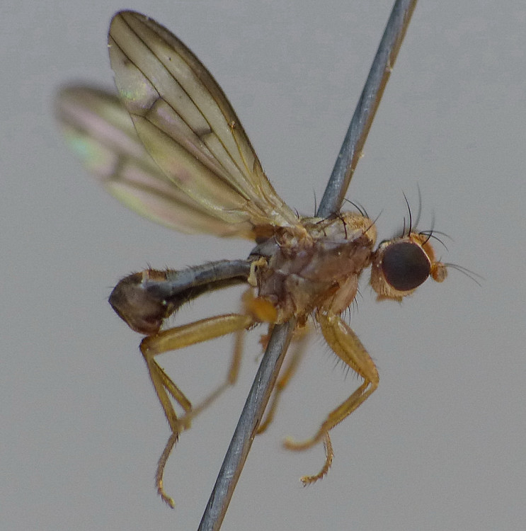 Diptera.info - Discussion Forum: Small fly with shaded wings