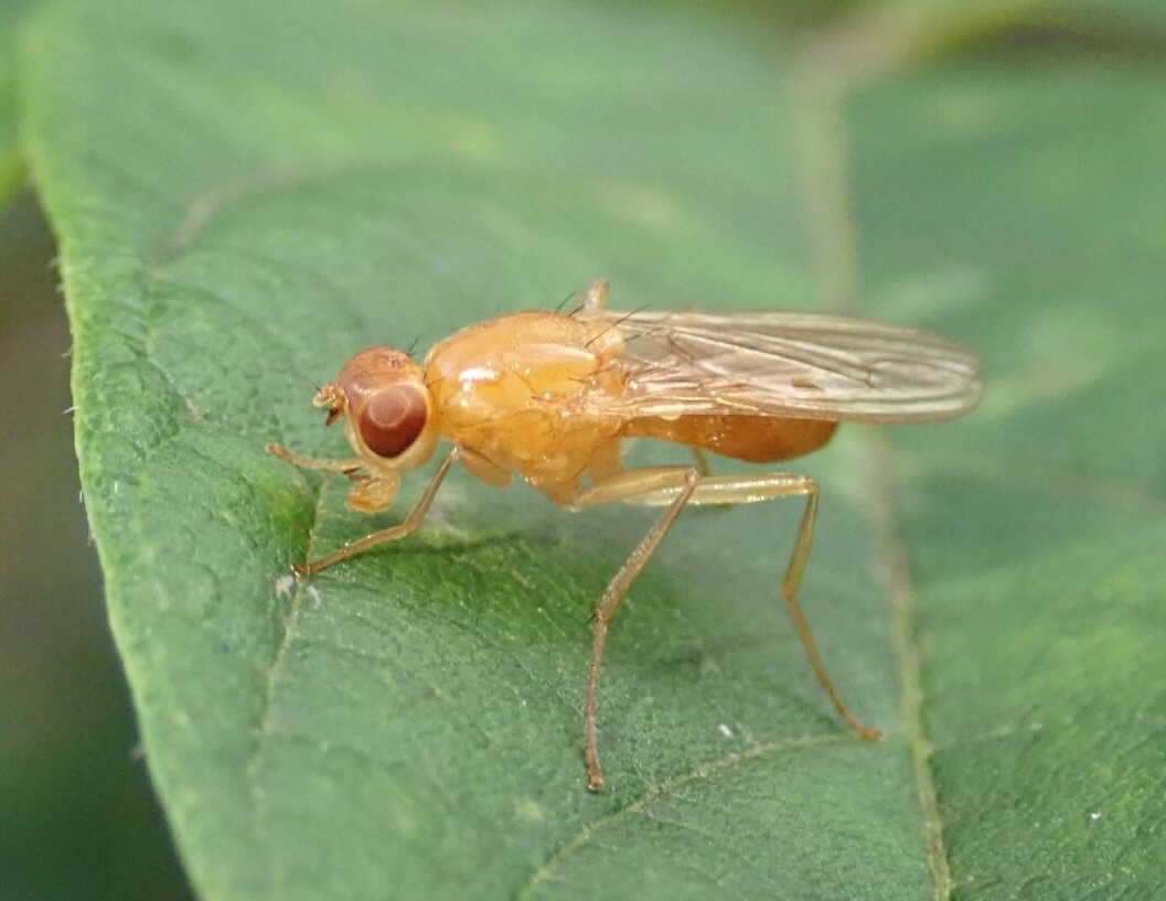 Diptera.info - Discussion Forum: Psilidae, Psila fimeteria