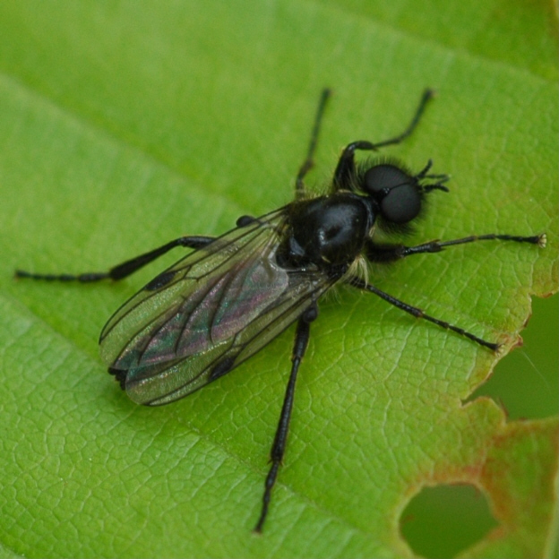 Diptera.info - Discussion Forum: Bibio clavipes?