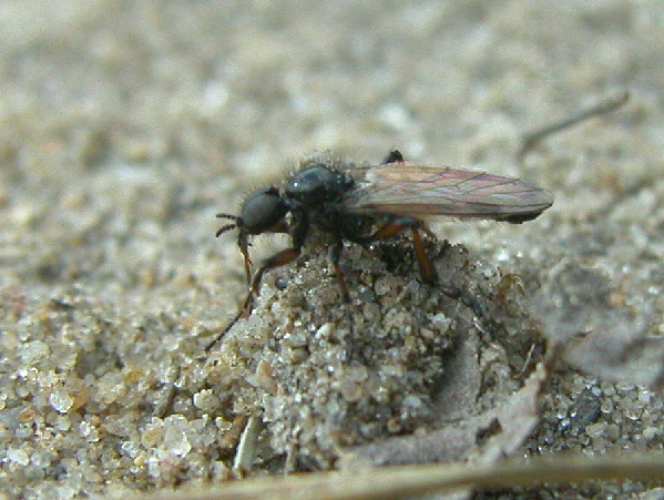 Diptera.info - Discussion Forum: spring Bibionidae, Hungary > B.femoralis