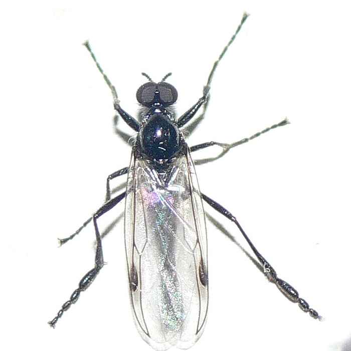 Diptera.info - Discussion Forum: Nice autumn Bibionid