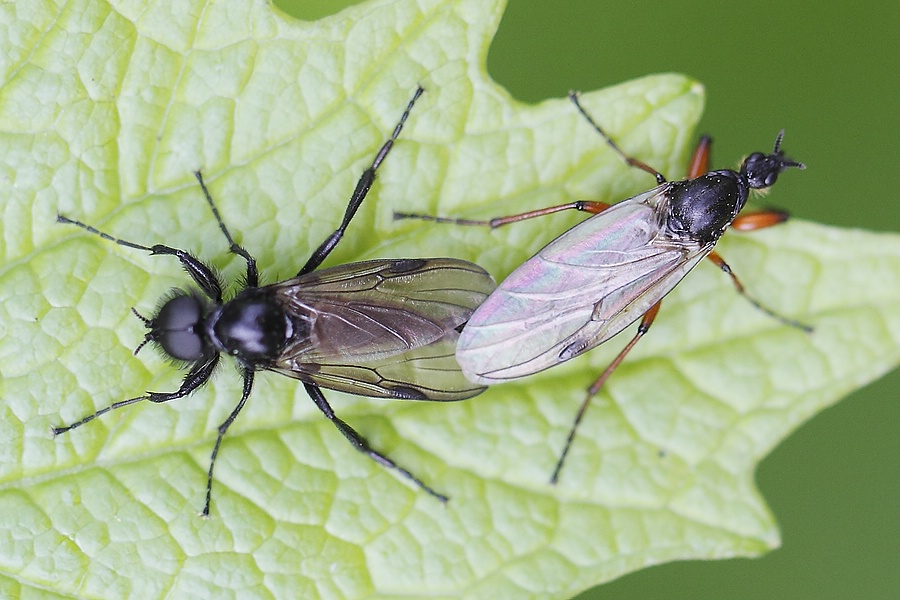 Diptera.info - Discussion Forum: Bibionidae: copula of Bibio johannis?