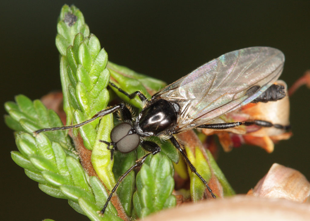 Diptera.info - Discussion Forum: Bibionidae, Bibio clavipes?