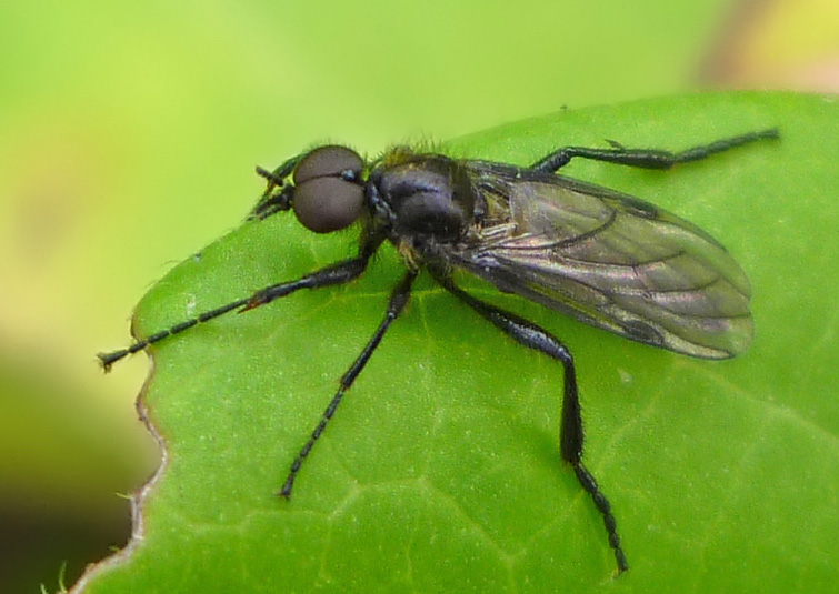 Diptera.info - Discussion Forum: And another Bibionid, C Spain ...