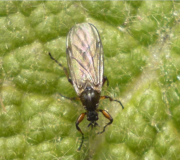Diptera.info - Discussion Forum: Winter Bibionidae --> Bibio femoralis