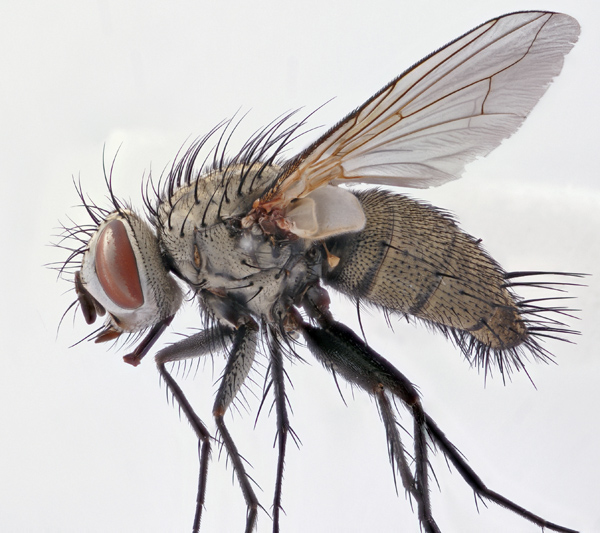 Diptera.info - Discussion Forum: Tachinidae Bithia immaculata