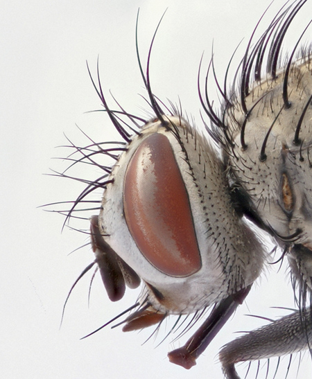 Diptera.info - Discussion Forum: Tachinidae Bithia immaculata