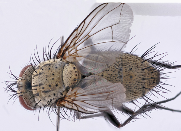 Diptera.info - Discussion Forum: Tachinidae Bithia immaculata