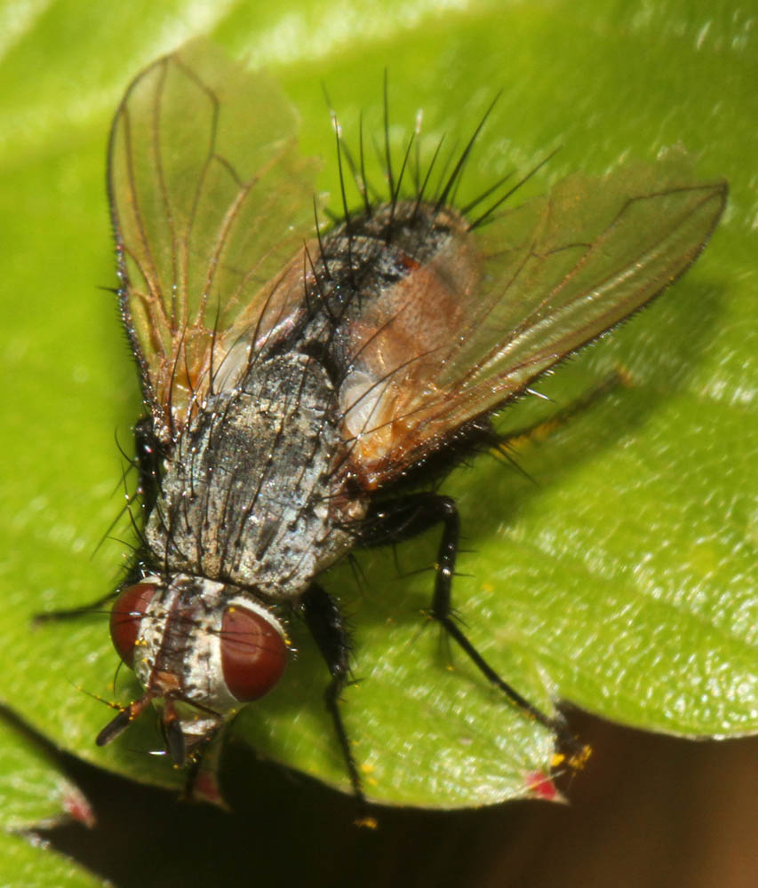 Diptera.info - Discussion Forum: Bithia spreta (Bel)