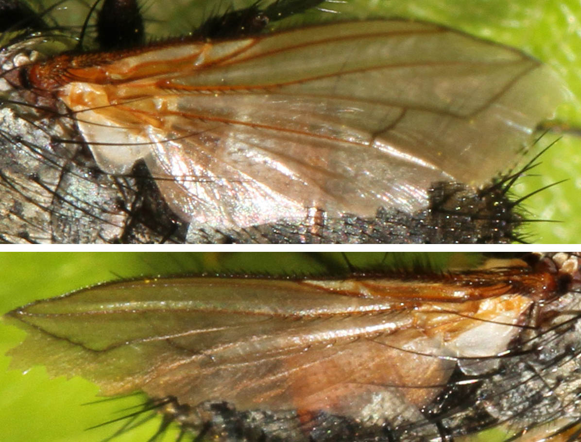 Diptera.info - Discussion Forum: Bithia spreta (Bel)