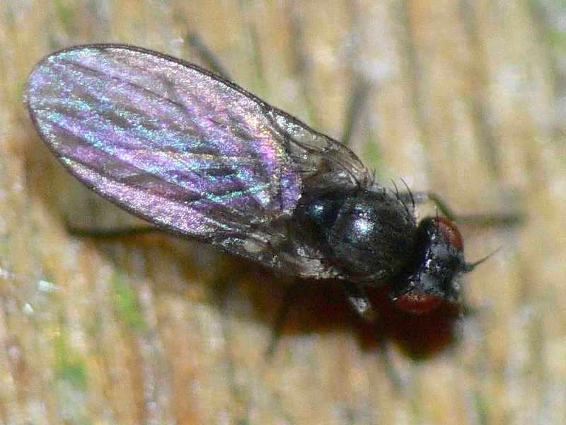 Diptera.info - Discussion Forum: Very small black fly --> cf. Meoneura ...