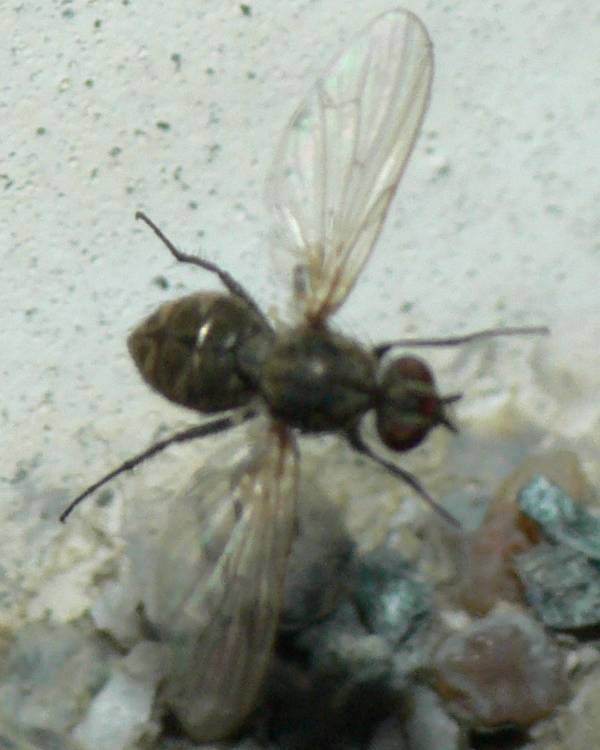 Diptera.info - Discussion Forum: Another small, grey fly (14.11.12)