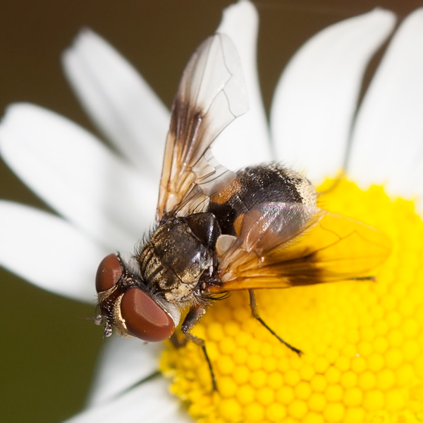 Diptera.info - Discussion Forum: Ectophasia? - 21.06.2013