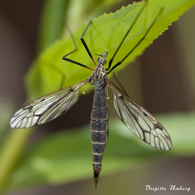 Diptera.info - Discussion Forum: Tipulidae - ID?