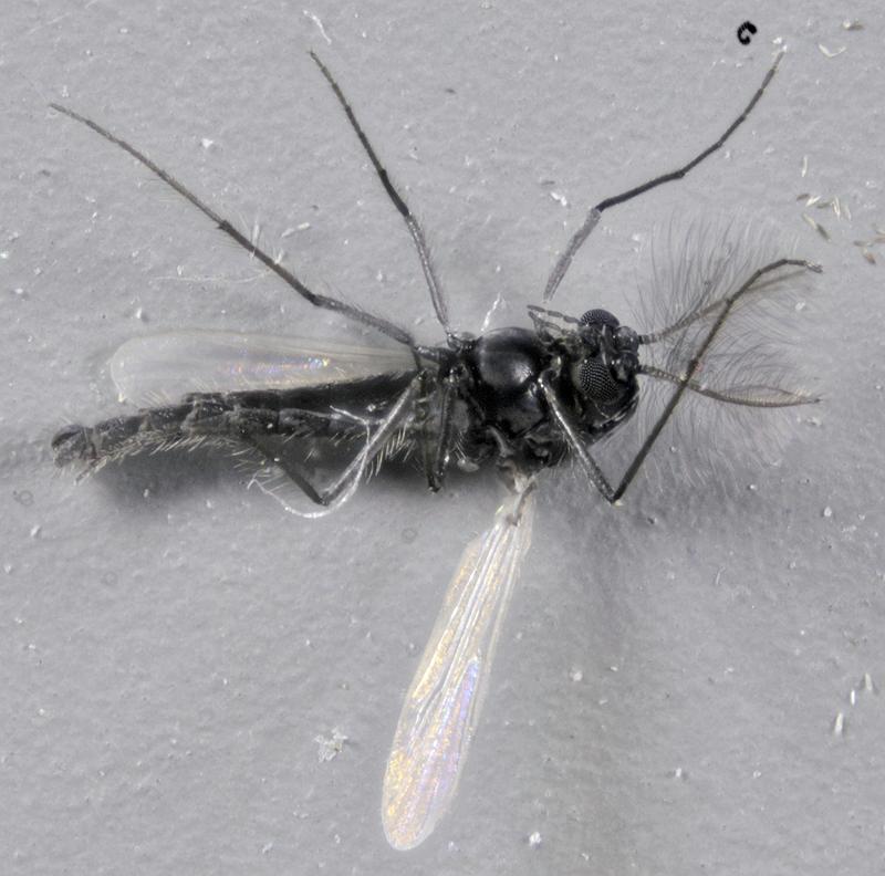 Diptera.info - Discussion Forum: male - Heterotrissocladius?