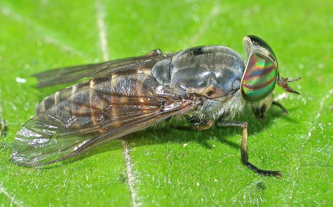 Diptera.info - Discussion Forum: A second Tabanus species from Bulgaria ...