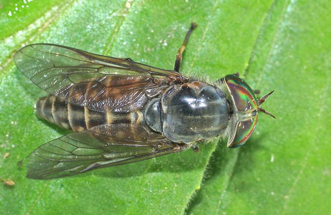 Diptera.info - Discussion Forum: A second Tabanus species from Bulgaria ...