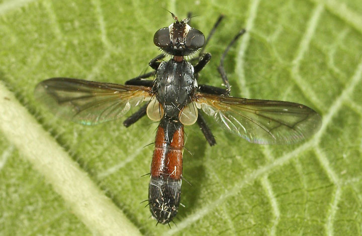 Diptera.info - Discussion Forum: a slender red and black fly from Bulgaria
