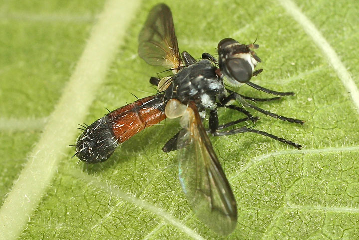 Diptera.info - Discussion Forum: a slender red and black fly from Bulgaria