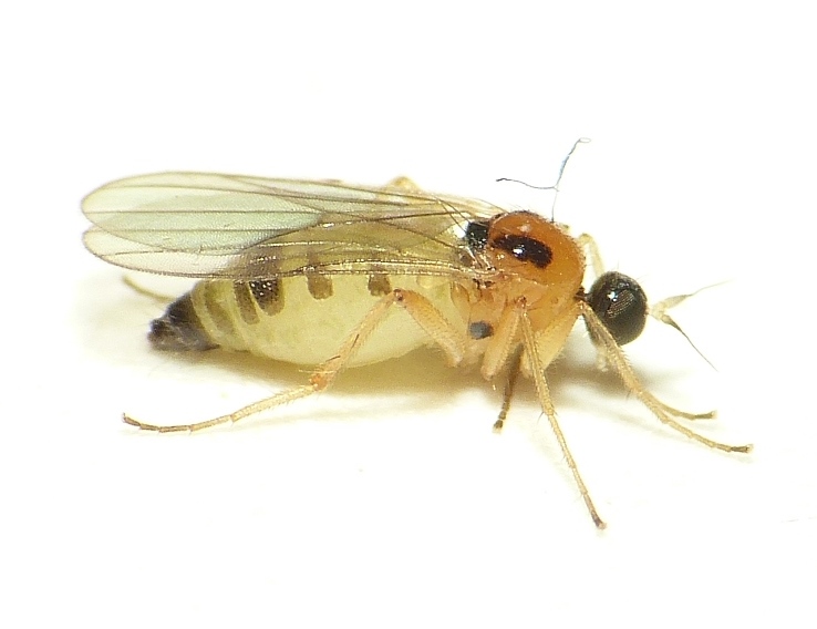 Diptera.info - Discussion Forum: 2 mm small fly 2 (NL)