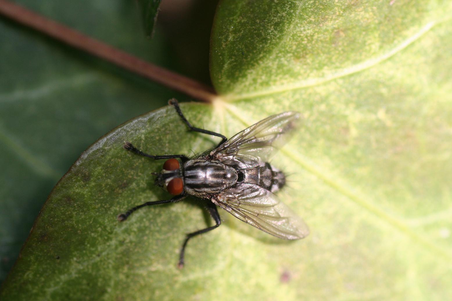 Diptera.info - Discussion Forum: Sarcophagid from Croatia