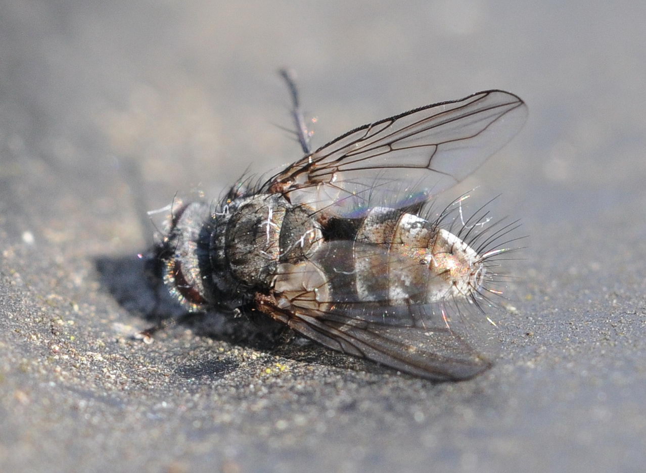 Diptera.info - Discussion Forum: Campylocheta praecox?