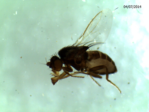 Diptera.info - Discussion Forum: Sphaeroceridae, Limosininae, Genus