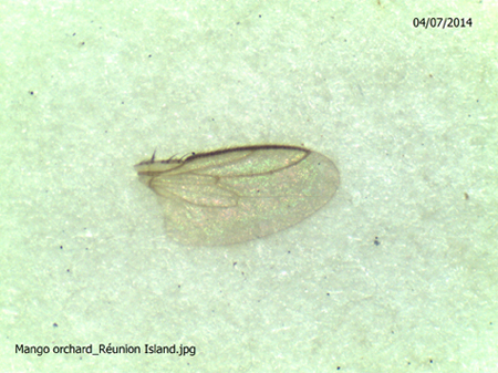 Diptera.info - Discussion Forum: Sphaeroceridae, Limosininae, Genus