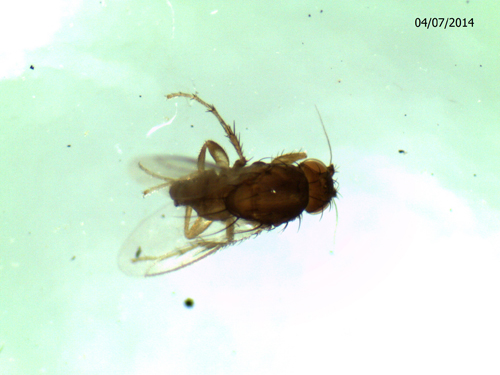 Diptera.info - Discussion Forum: Sphaeroceridae, Limosininae, Genus