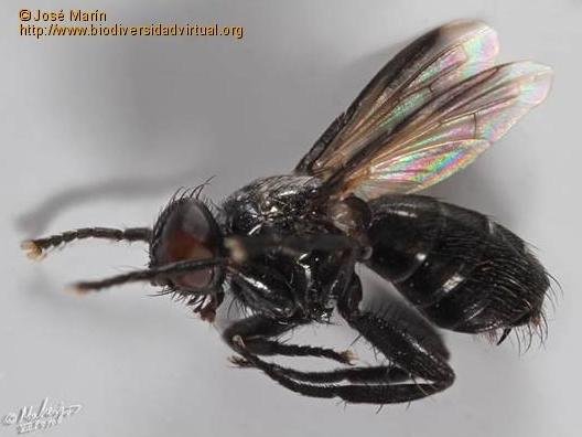 Diptera.info - Discussion Forum: Tachinidae / Catharosia pygmaea