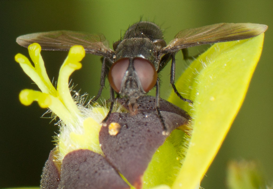 Diptera.info - Discussion Forum: Catharosia pygmaea ? -> Catharosia sp.