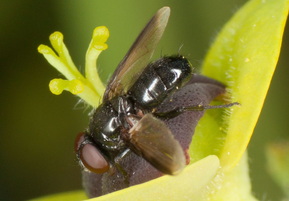 Diptera.info - Discussion Forum: Catharosia pygmaea ? -> Catharosia sp.